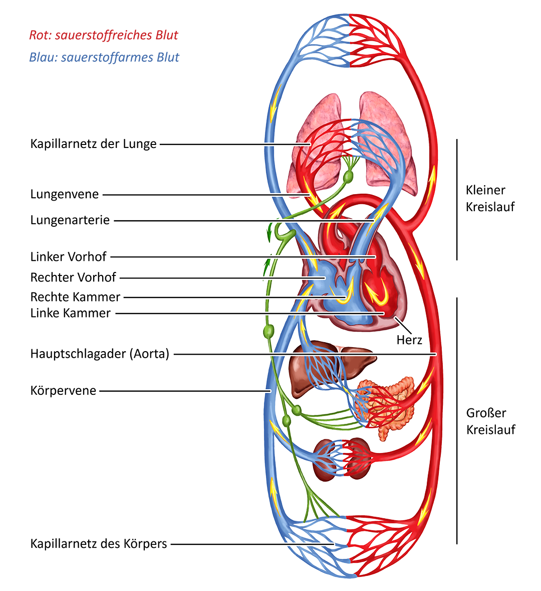 Wie beeinflussen Omega-3-Fettsäuren unser Herz-Kreislauf-System ...
